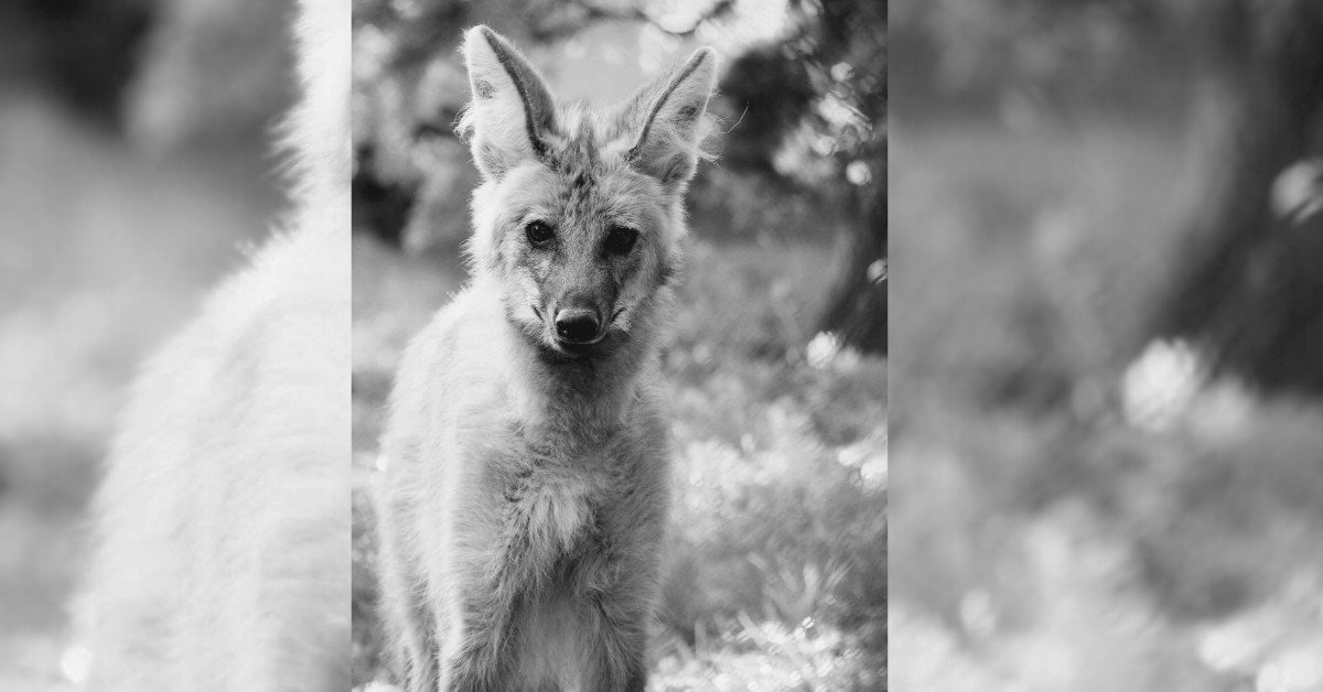 Smutna wiadomość z Warszawskiego ZOO. Nie żyje ulubiona mieszkanka ...