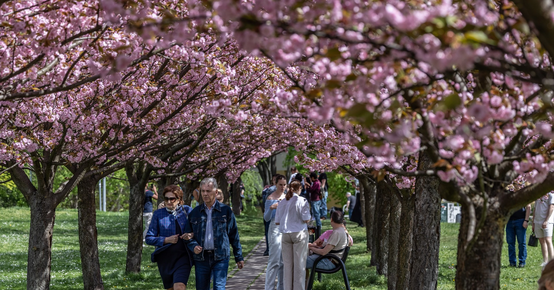 Wiśniowa aleja w Bronowicach przyciąga tłumy. Kraków ma wiele ...