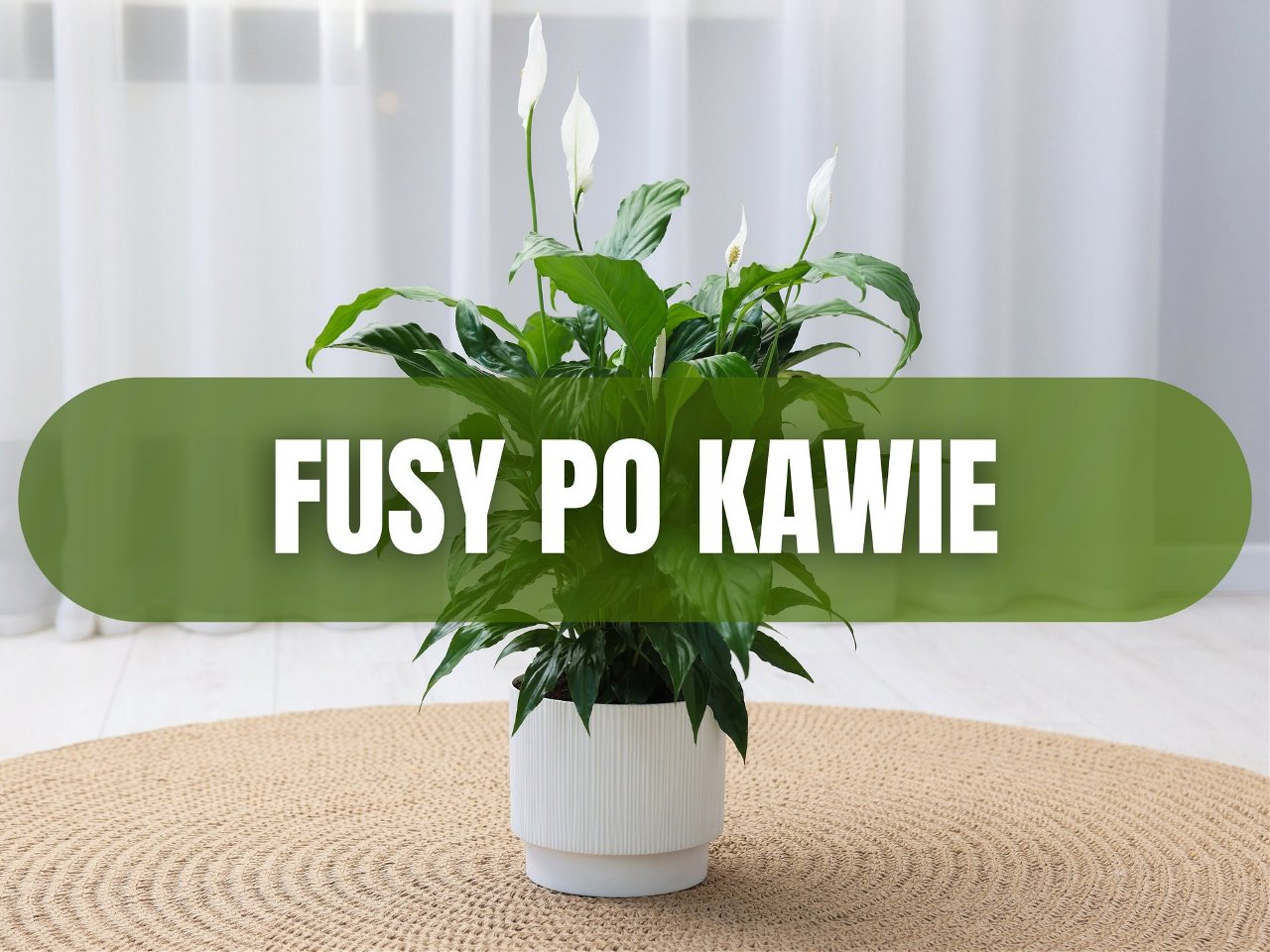 Podlej tym skrzydłokwiat, a zobaczysz, jak pięknie zakwitnie! | Głos ...