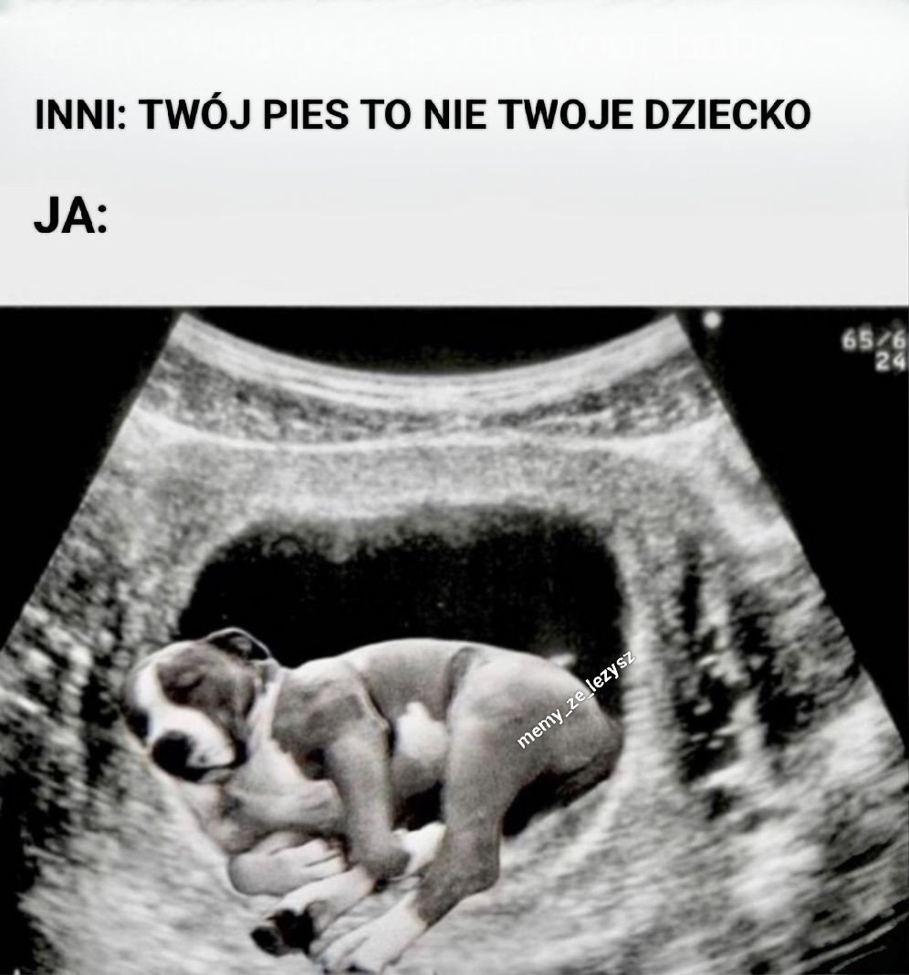 Psy! Wszyscy kochają psy! Oto najlepsze MEMY o psach i ich ...