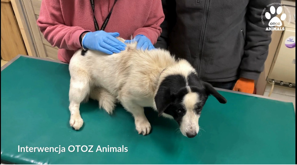 Interwencja OTOZ Animals | Dziennik Bałtycki