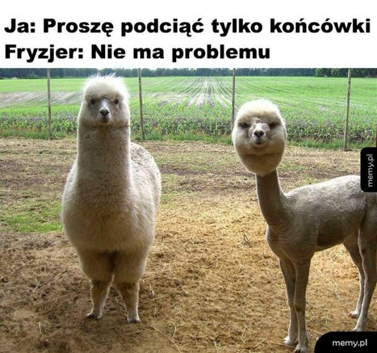 „Mówiłam tylko 2cm, nie 20!”. Najlepsze memy po wizytach u fryzjera ...