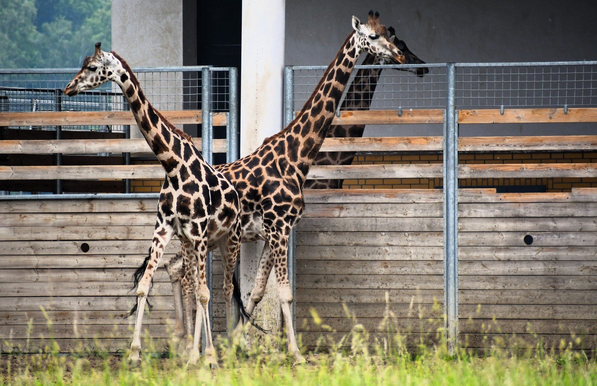 Nowe Zoo w Poznaniu działa od pół wieku. Z okazji 50-lecia istnienia ...