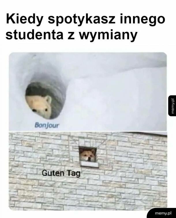 Oto najlepsze memy o studentach! Kto nie przeżył sesji, ten nie ...