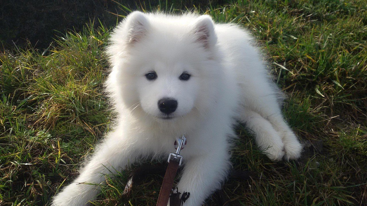 1. Samojed | Głos Koszaliński