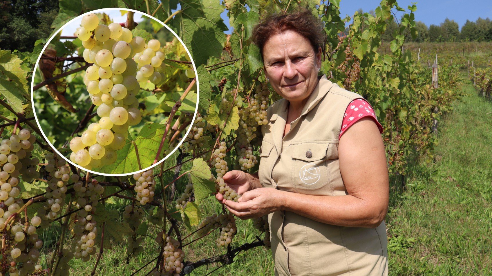 Smak Francji pod Krakowem. Niezwykła historia Winnicy Czak | Gazeta ...