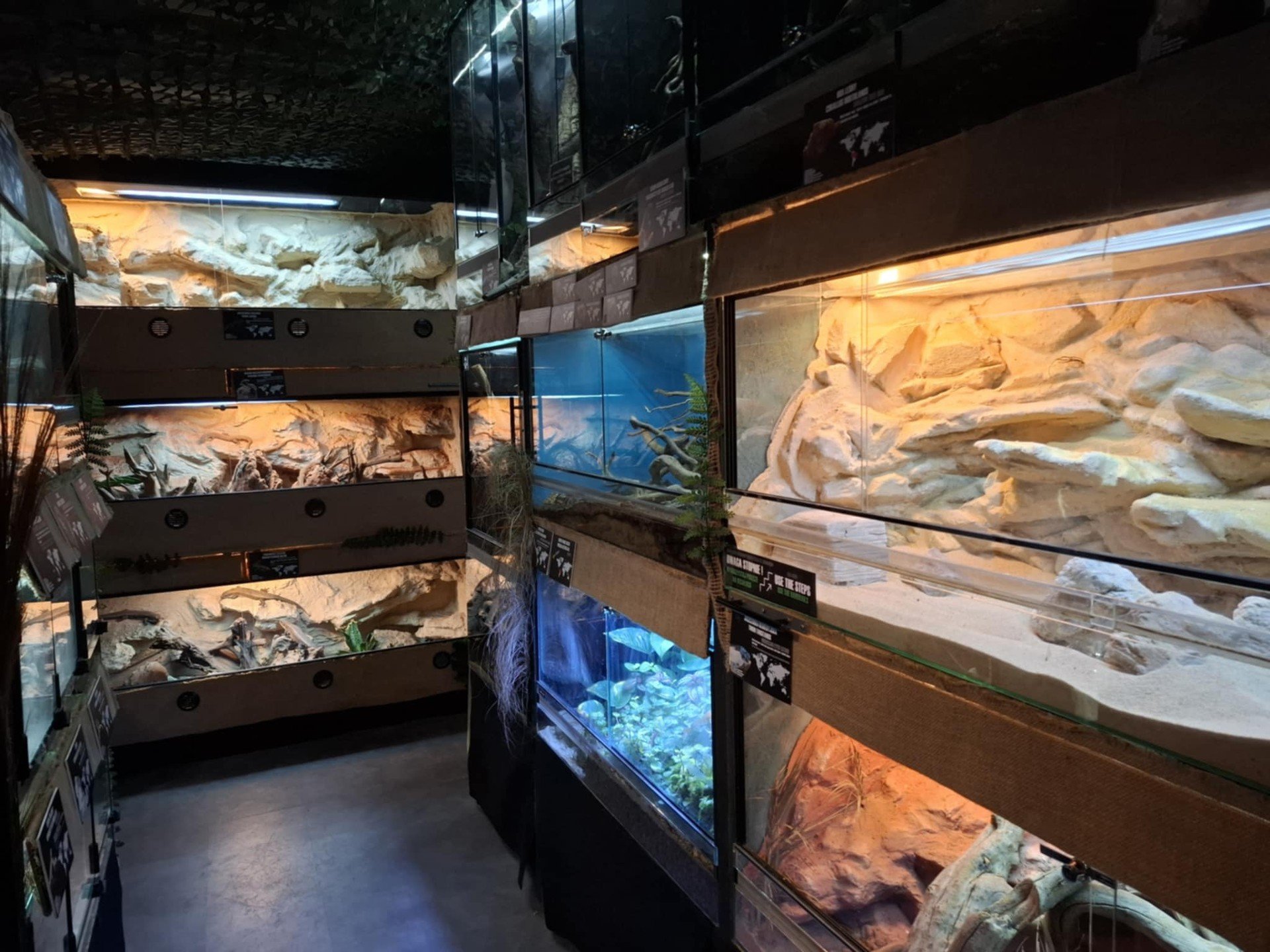 Nielegalne zoo w Krakowie? 150 gatunków egzotycznych zwierząt w piwnicy ...