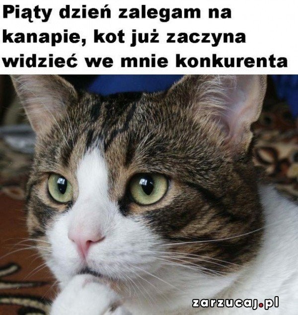 100 najlepszych memów o kotach. Czysta kuweta i pełna saszeta ...