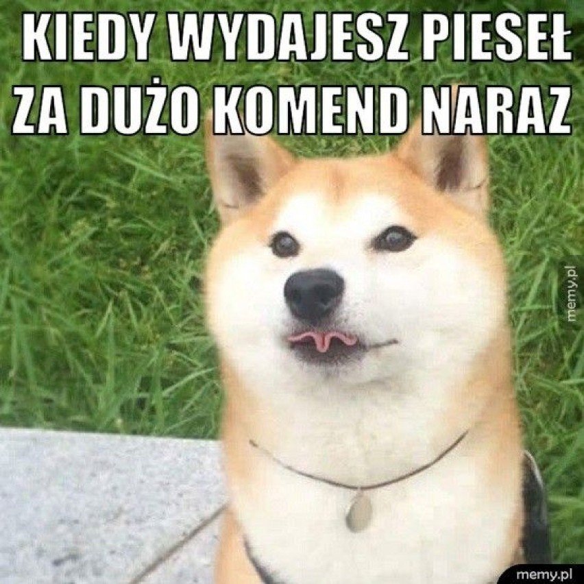 Jak pies z kotem? Te memy rozbawiają internet do łez! Najśmieszniejsze ...