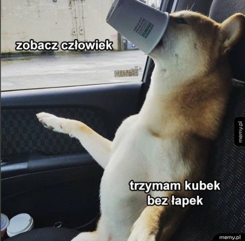 Jak pies z kotem? Te memy rozbawiają internet do łez! Najśmieszniejsze ...