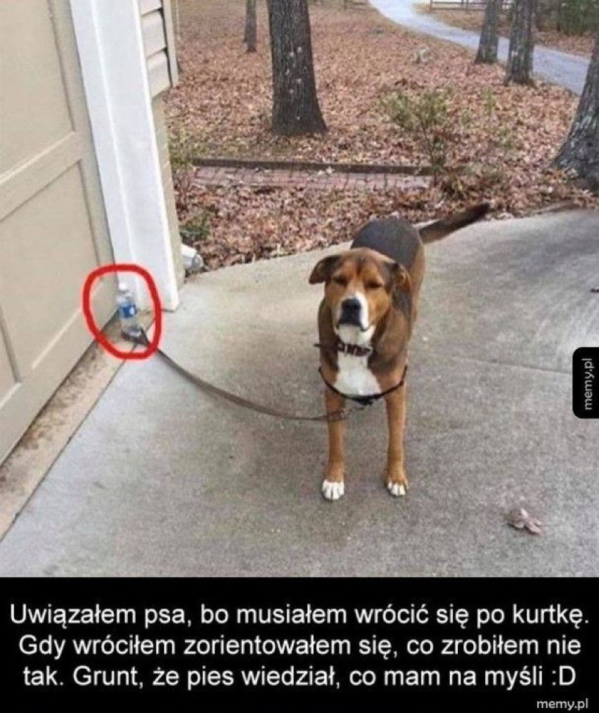 Jak pies z kotem? Te memy rozbawiają internet do łez! Najśmieszniejsze ...