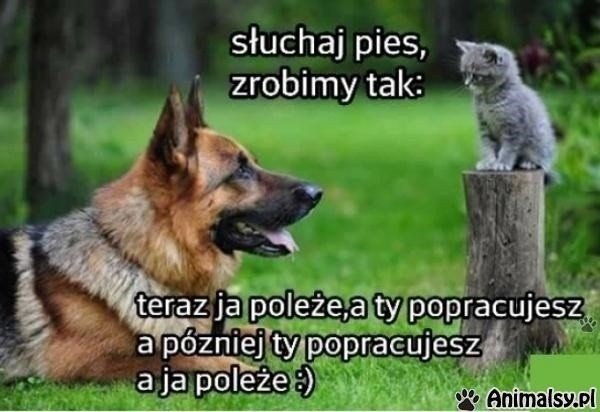 Jak pies z kotem? Te memy rozbawiają internet do łez! Najśmieszniejsze ...