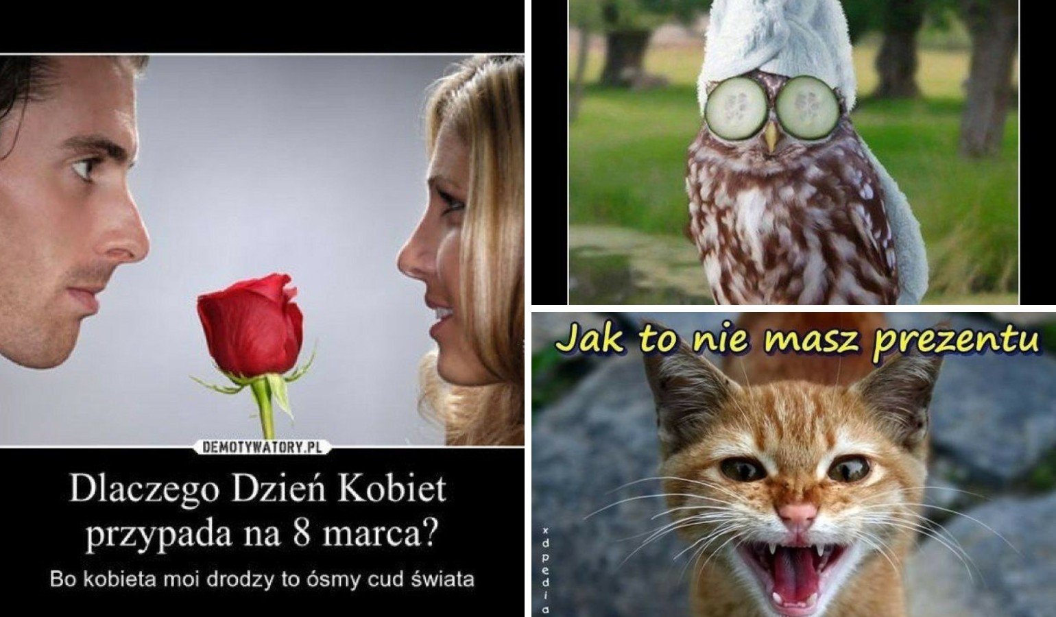 Memy na Dzień Kobiet 2025. Pamiętajcie! Kwiaty to podstawa | Kraków ...