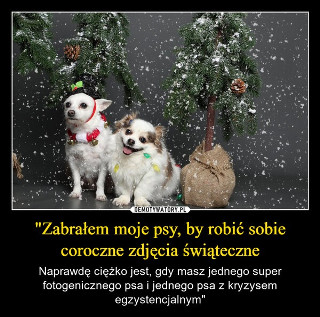 Choinka właśnie zemdlała! Najlepsze świąteczne memy z psami w roli ...