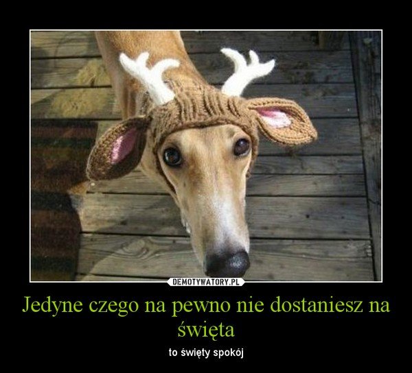Świąteczne memy z psami | Głos Wielkopolski