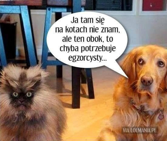 Najlepsze memy o psach i kotach | Głos Wielkopolski