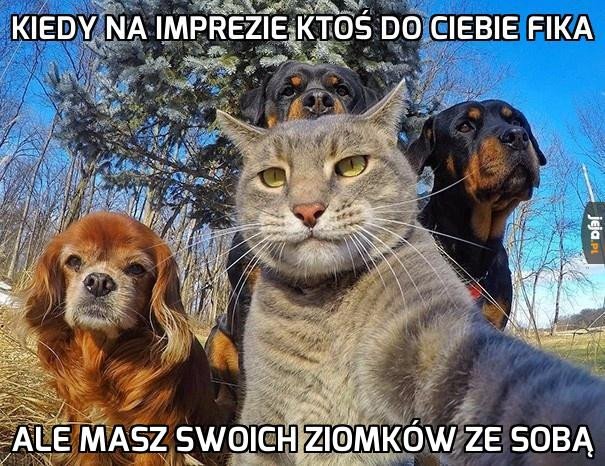 Najlepsze memy o psach i kotach | Głos Wielkopolski