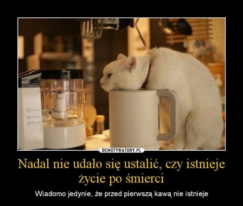 Memy o kawie i kawoszach | Głos Wielkopolski