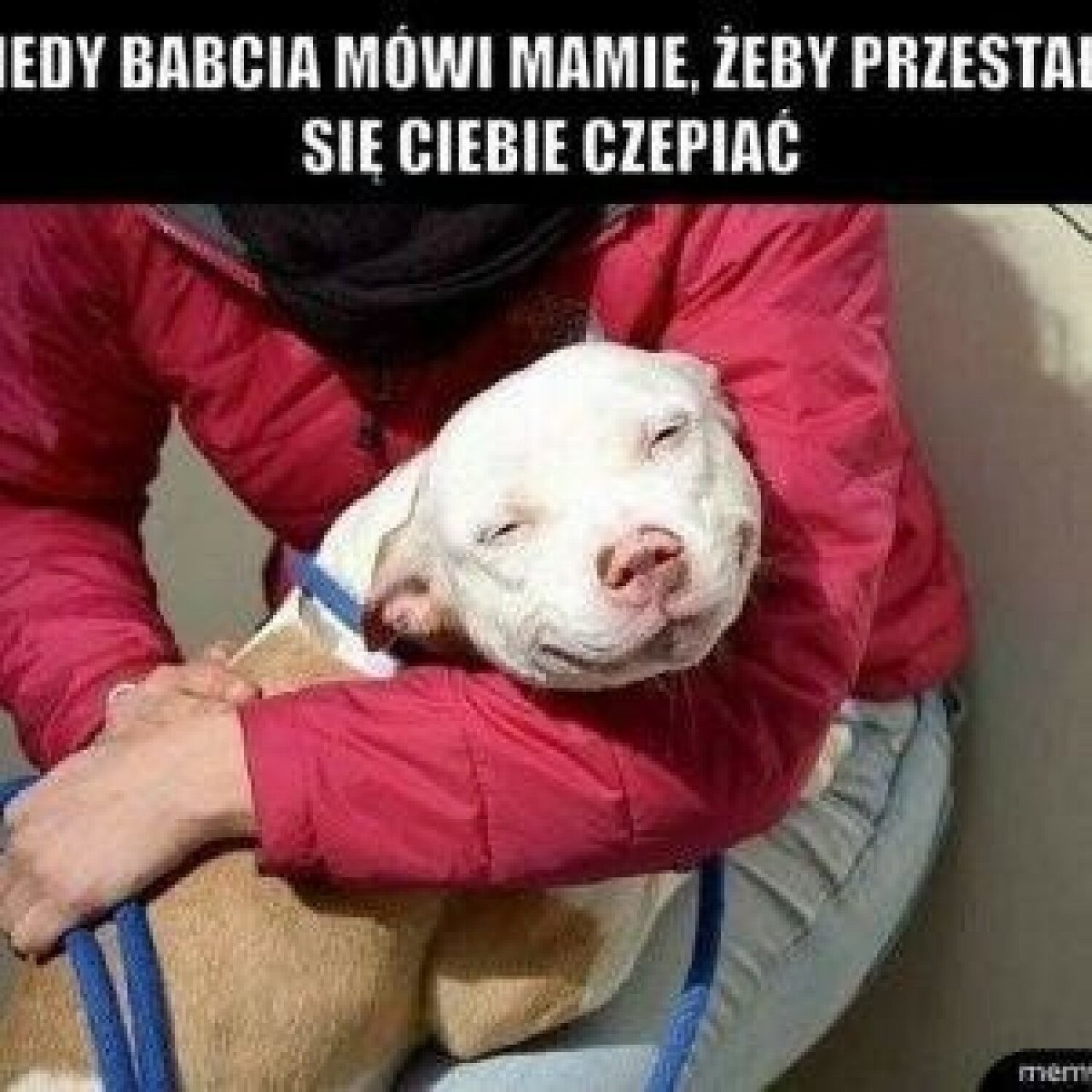 Najśmieszniejsze memy na Dzień Babci 2026. To są memy, które rozumie ...
