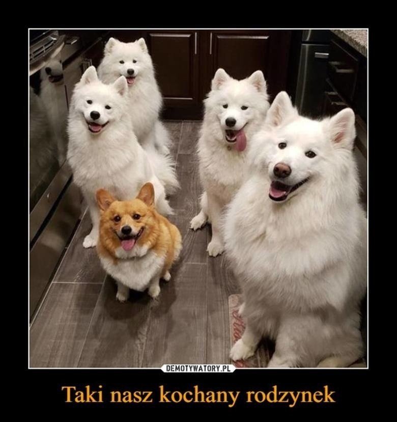 To najlepsze MEMY o psach! Te obrazki rozbawią każdego! | Głos Koszaliński