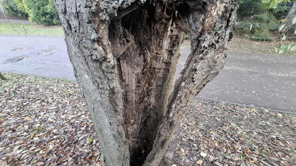 Ulica Lipowa w Słupsku w fatalnym stanie. Dziury, koleiny i spadające ...