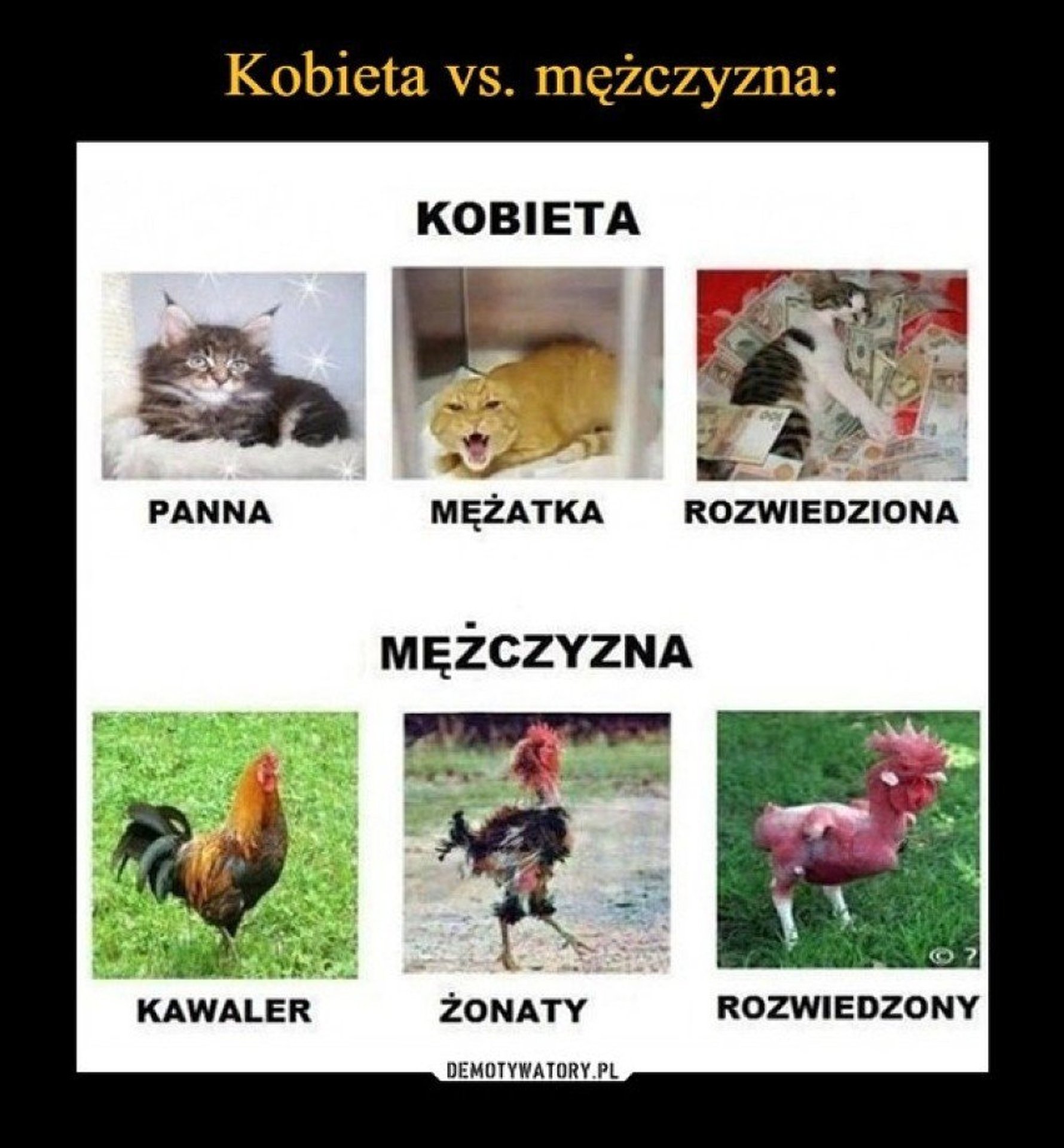 Najśmieszniejsze memy o kawalerach | Głos Wielkopolski