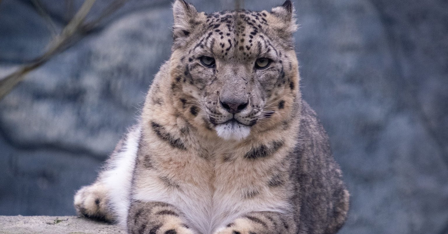 Pantera śnieżna ze Śląskiego Ogrodu Zoologicznego przegrała z chorobą ...