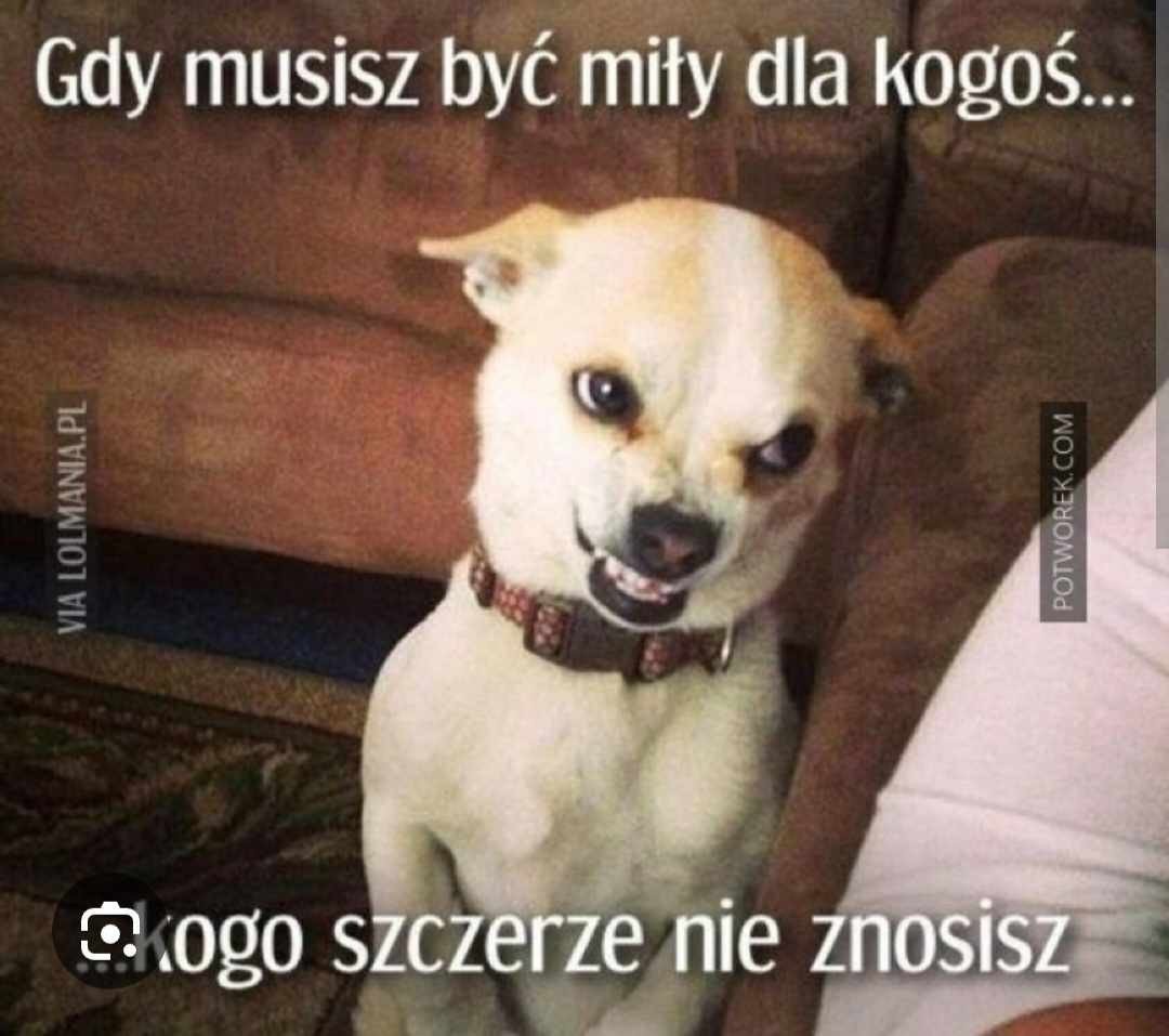 Śmieszne memy o zwierzętach. 10 powodów, dla których robi się memy o ...