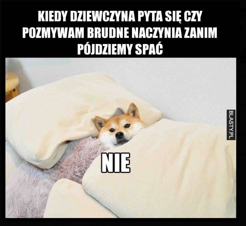 Najlepsze memy o psach | Głos Wielkopolski