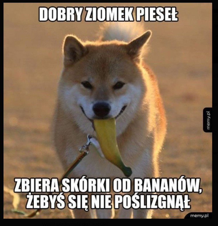 Najlepsze memy o psach | Głos Wielkopolski