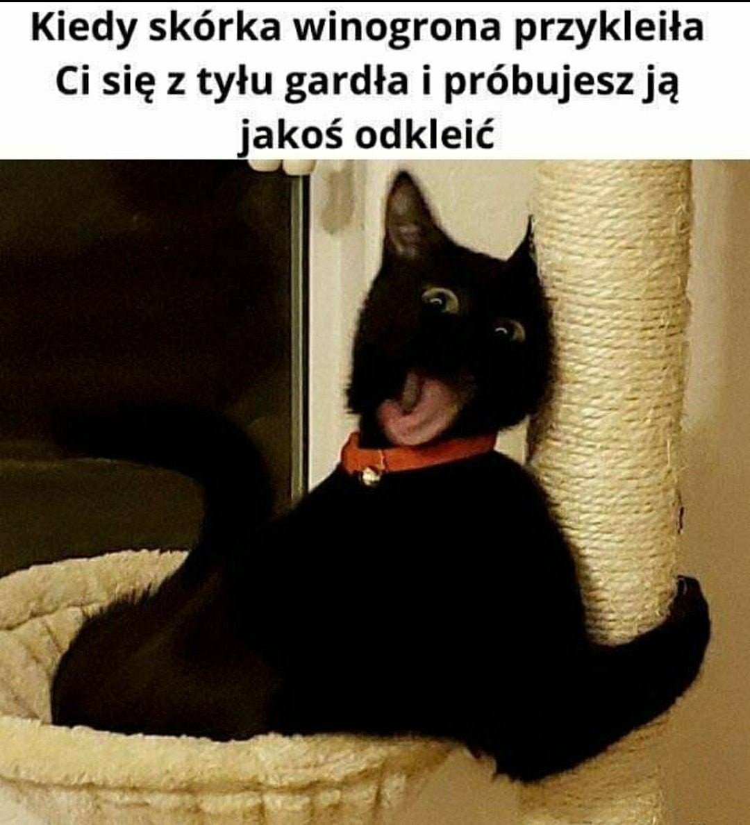 Najlepsze MEMY o życiu | Głos Wielkopolski