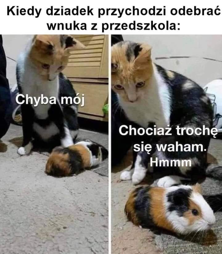 Najlepsze MEMY o życiu | Głos Wielkopolski