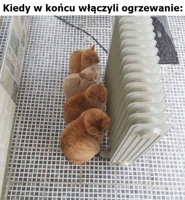 Najlepsze MEMY o życiu | Głos Wielkopolski